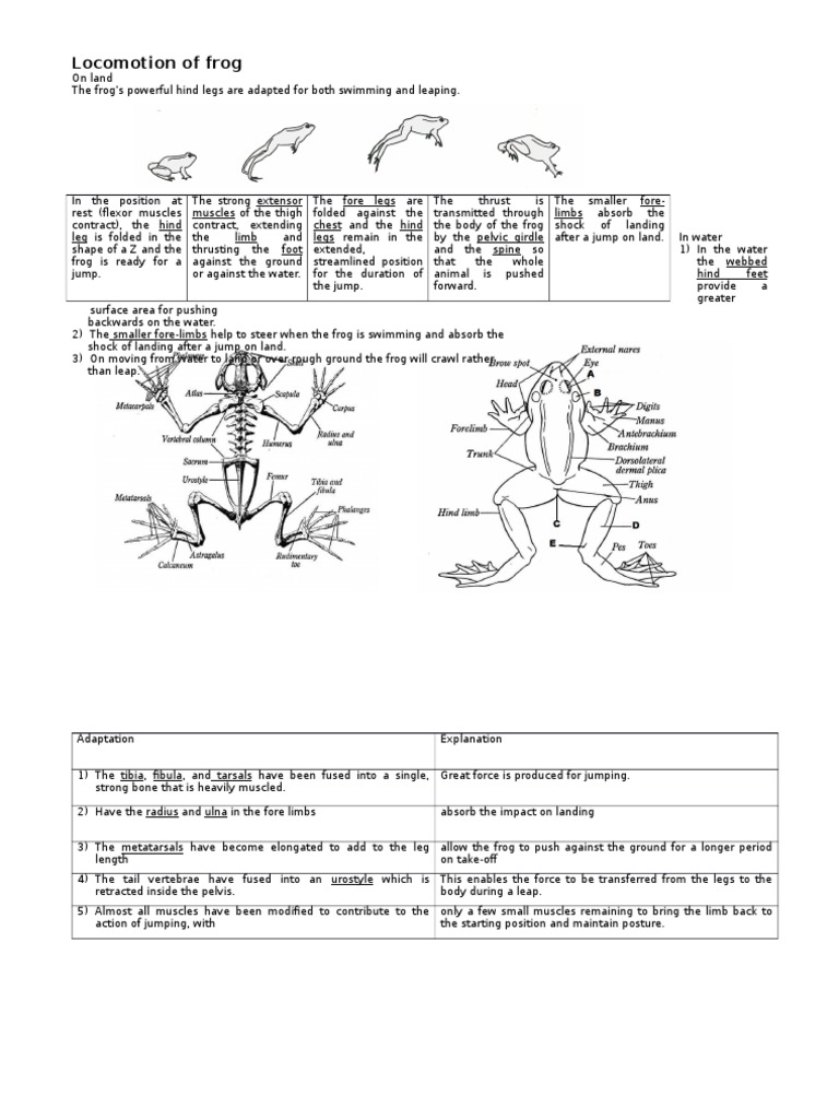 Locomotion of Frog | PDF | Frog | Pelvis