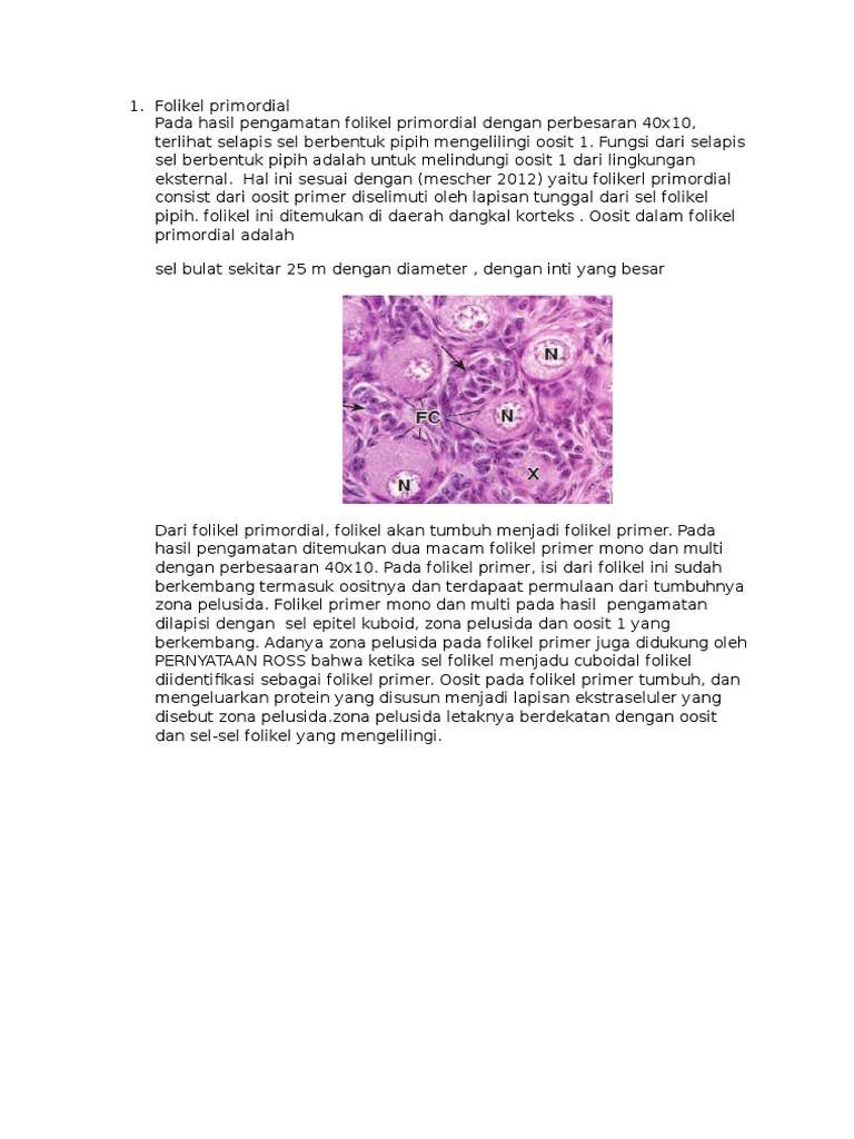 Folikel Primordial | PDF