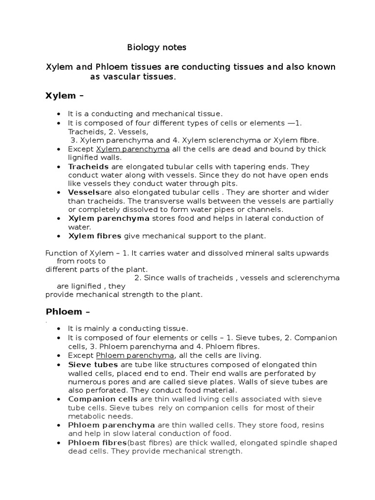 Biology Notes Xylem and Phloem | PDF