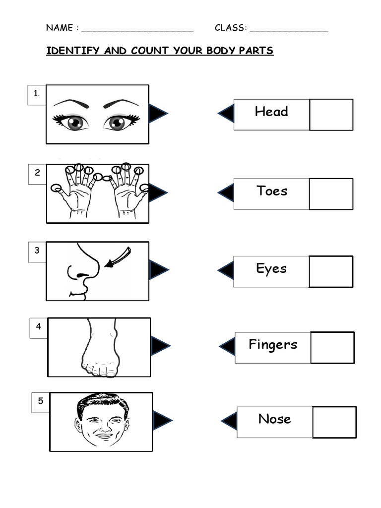 Identify and Count Your Body Parts | PDF | Career & Growth