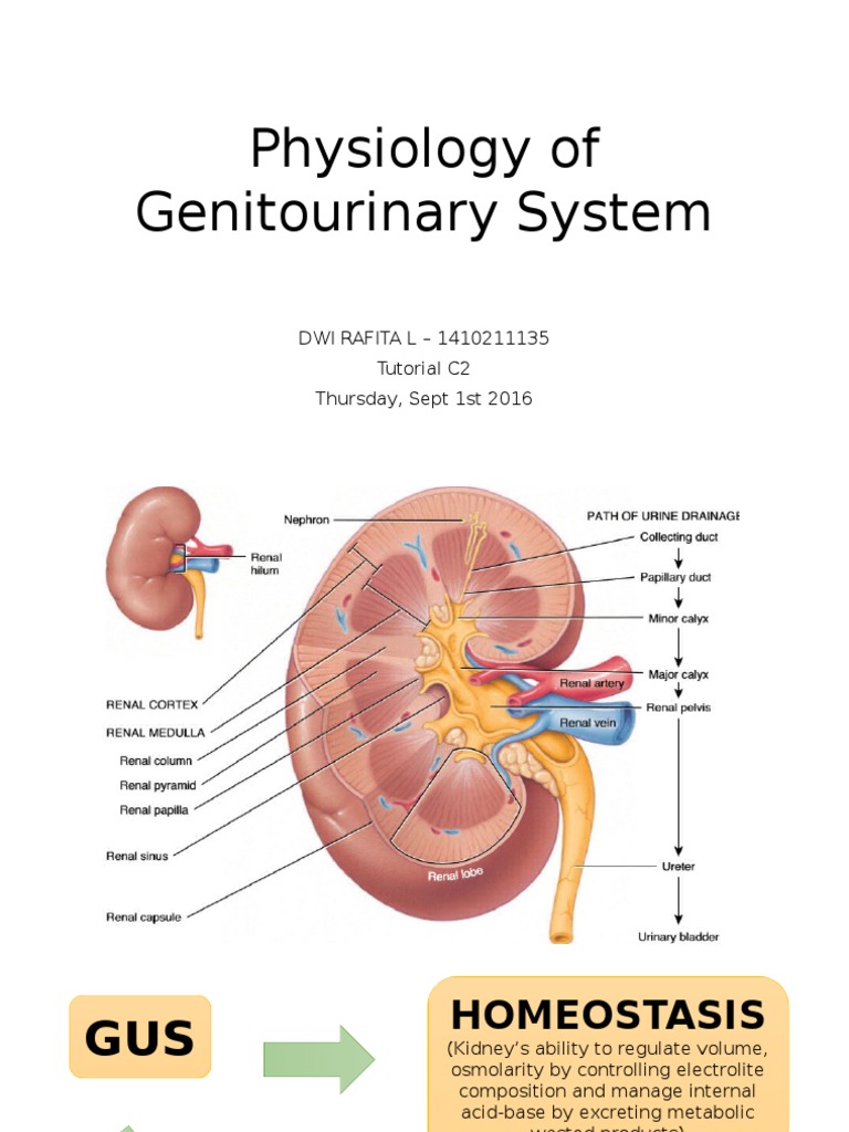 Fisiologi Genitourinary System | PDF