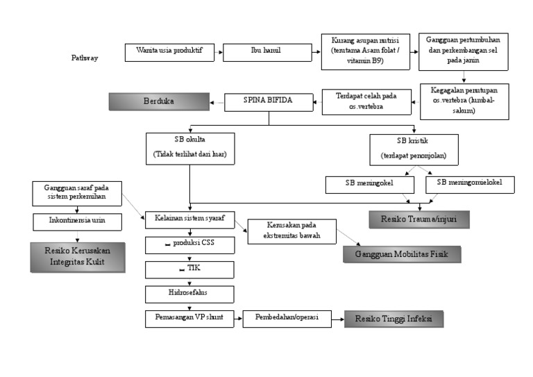 Pathway Spina Bifida | PDF