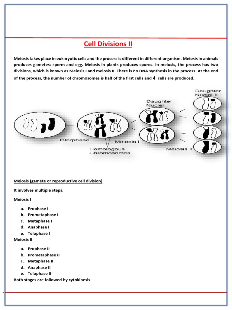 Cell Division | PDF | Meiosis | Mitosis