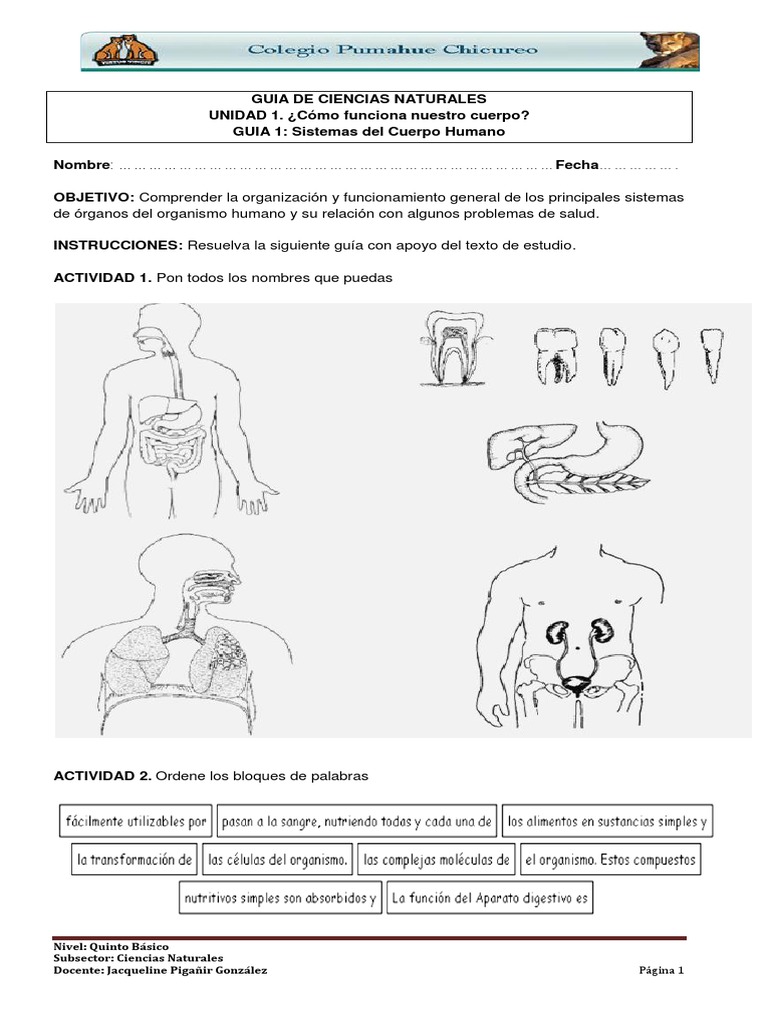 Sistemas Del Cuerpo Humano | PDF