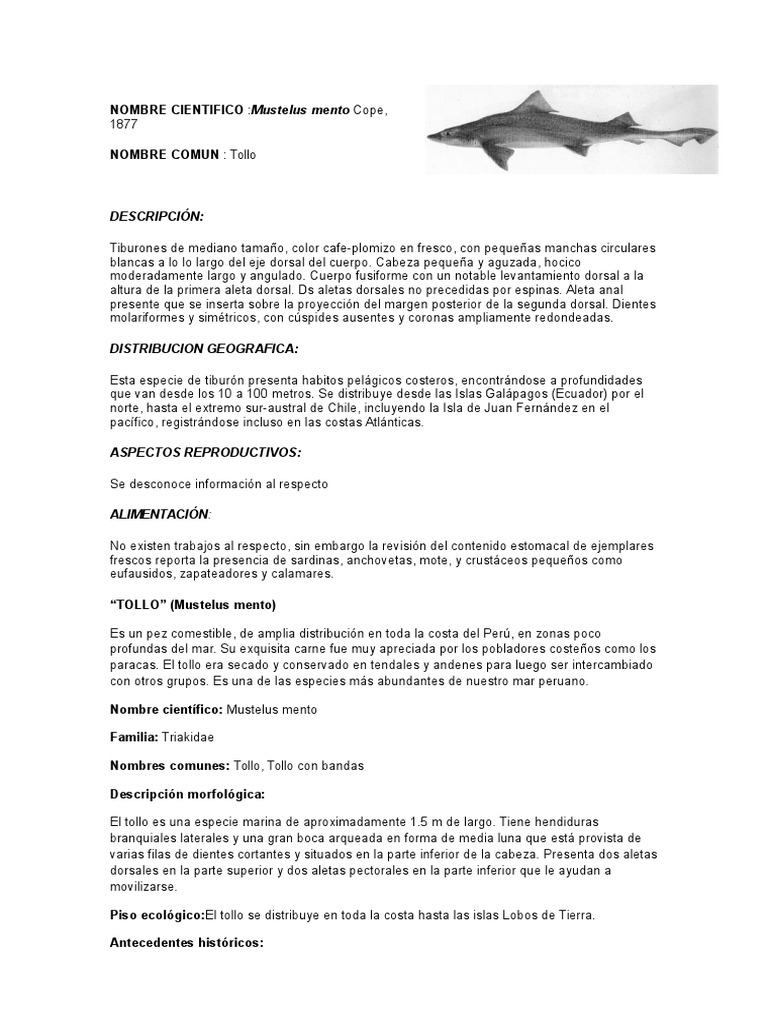 Tollo Interpretacion | PDF | Pescado como alimento | Tiburones