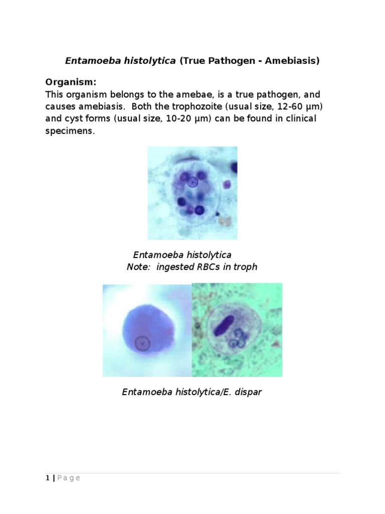 A Comprehensive Guide to Common Enteric Protozoan Parasites: Entamoeba ...