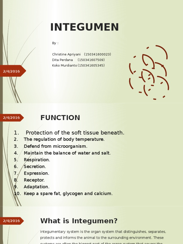 Integumen | PDF
