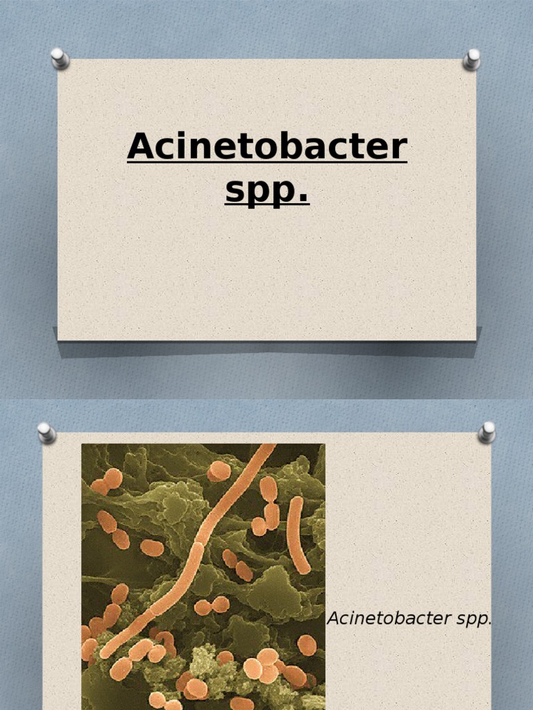Acinetobacter spp. Overview and Infections | PDF | Clinical Pathology ...