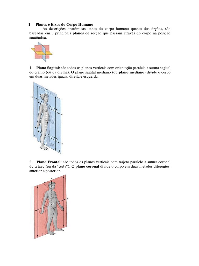Planos e Eixos Do Corpo Humano | PDF | Crânio | Anatomia