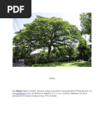 Non-Fruit Bearing Trees in the Philippines | PDF | Trees | Botany
