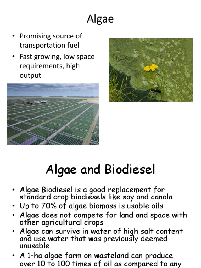 Algae Based Biofuels Lecture | Algae Fuel | Algae | Free 30-day Trial ...