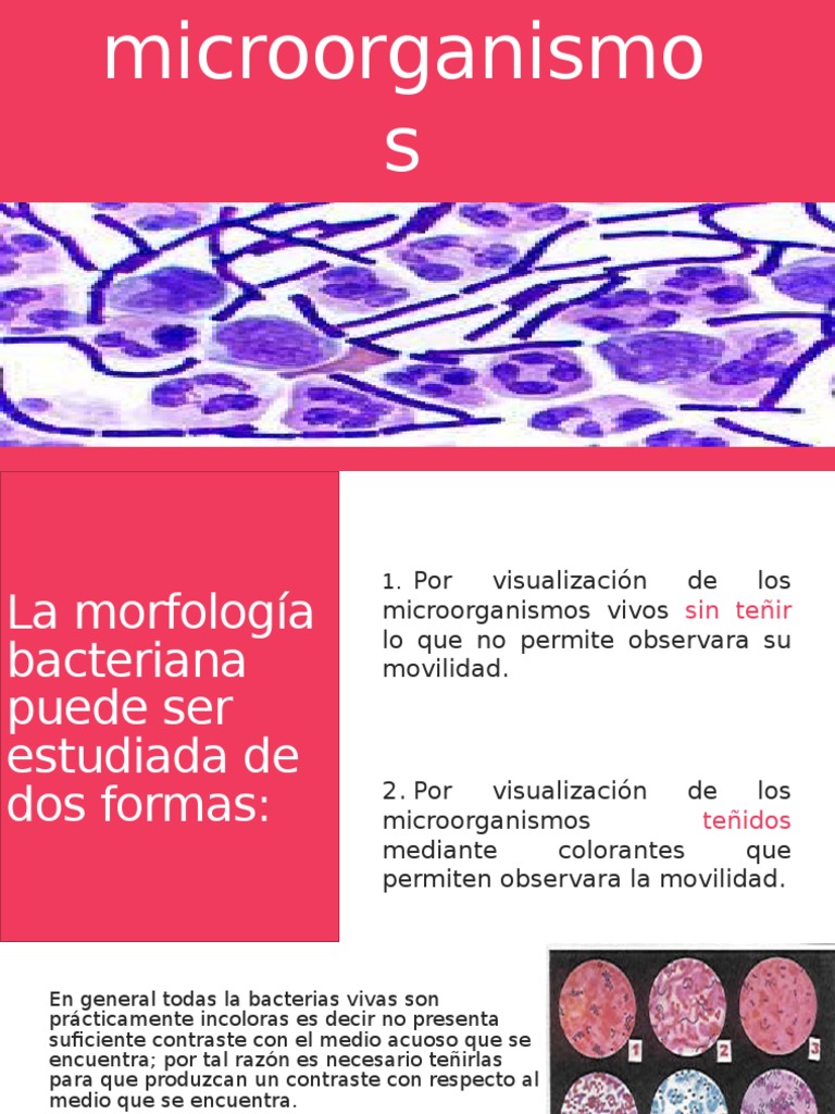Coloración de Microorganismos | Tinción | Las bacterias | Prueba ...