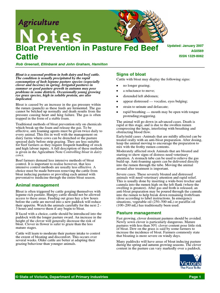 Bloat Prevention in Pasture Fed Beef Cattle | Hay | Cattle