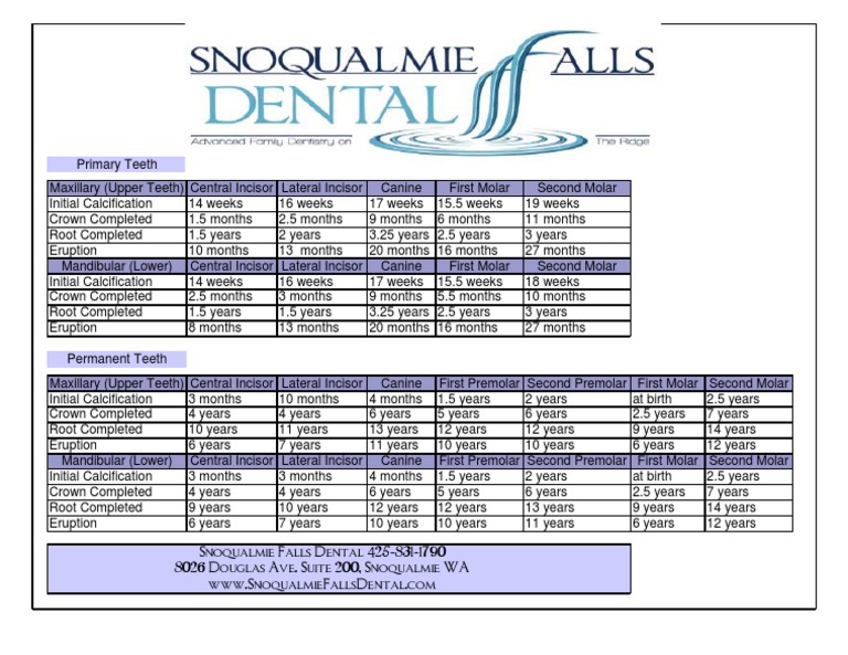 Teeth Eruption and Calcification Chart | Tooth | Human Head And Neck