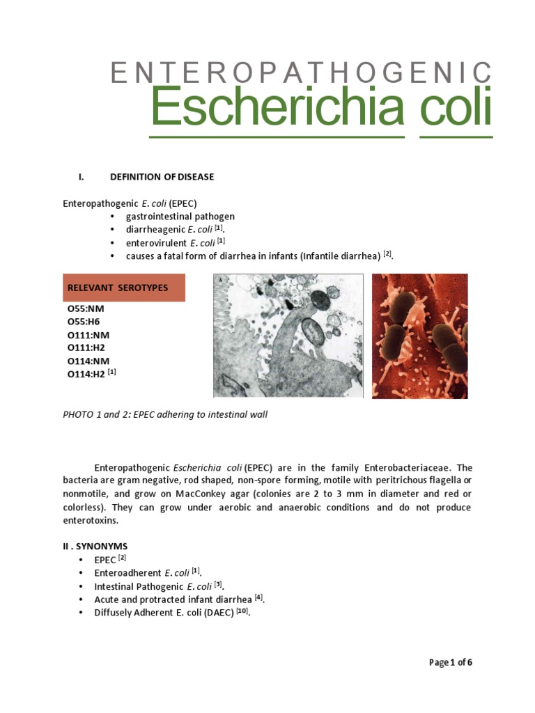 Enteropathogenic Escherichia coli - written report.pdf | Diarrhea | Escherichia Coli