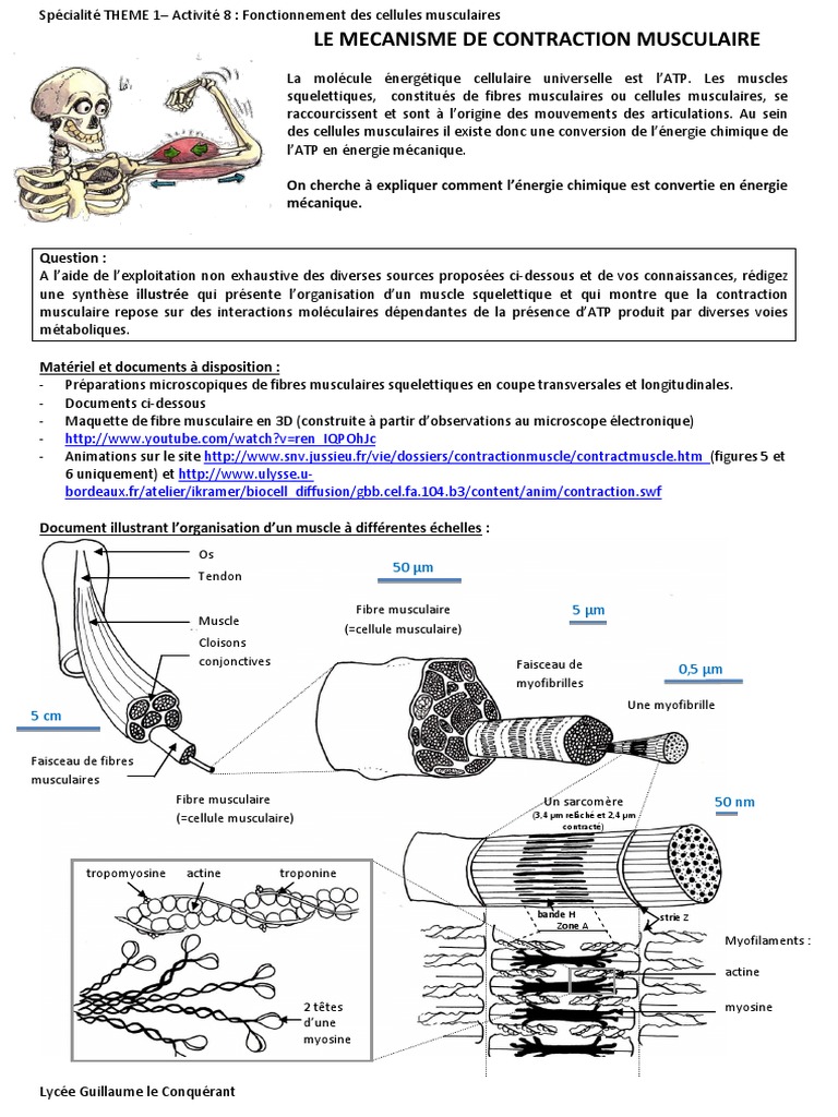 le_fonctionnement_des_cellules_musculaires_tc.pdf | Myocyte | Adénosine ...