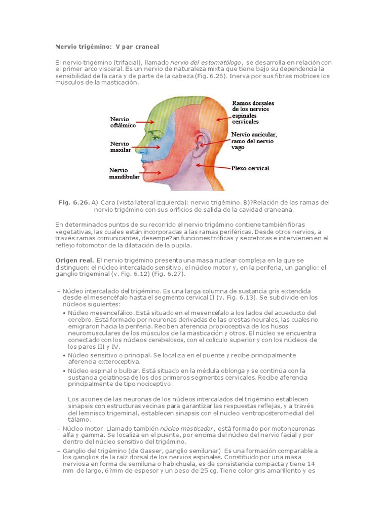 Nervio Trigémino Pdf Cabeza Y Cuello Humanos Anatomia Animal