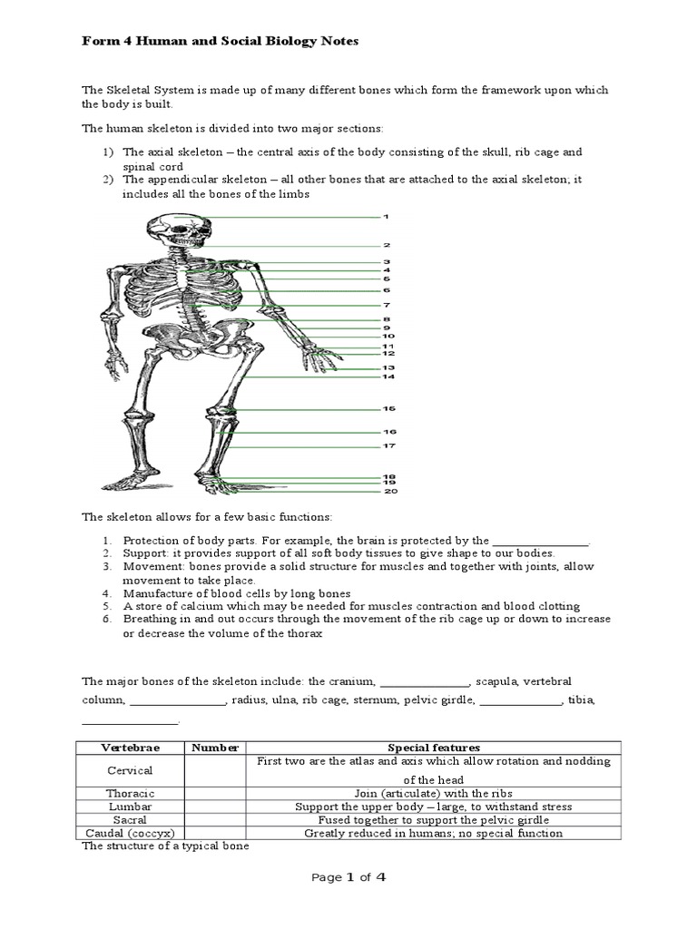 CSEC - Form 4 Human and Social Biology Notes | Skeleton | Bone