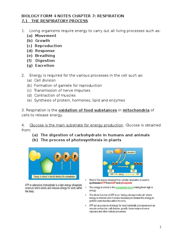Biology Form 4 Notes Chapter 7 | PDF | Respiratory System | Cellular ...