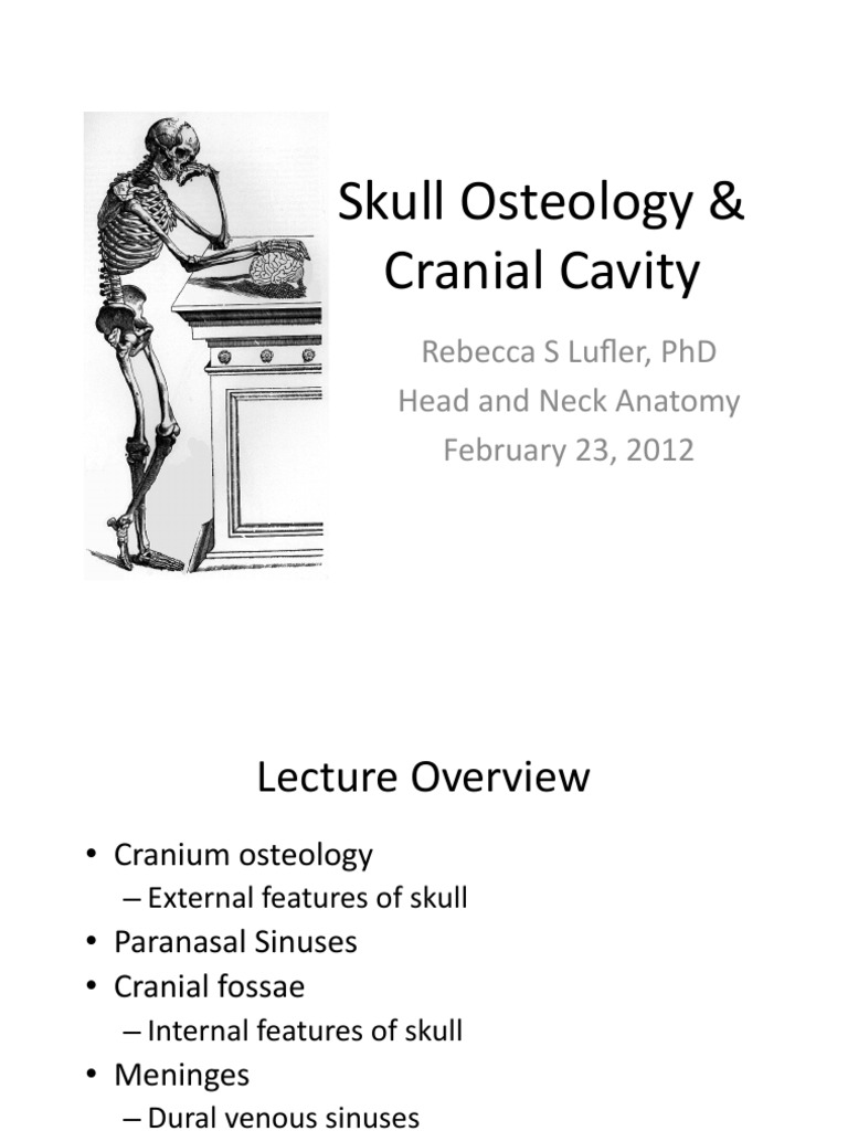 Skull Osteology & Cranial Cavity - TUSK | PDF | Skull | Musculoskeletal ...