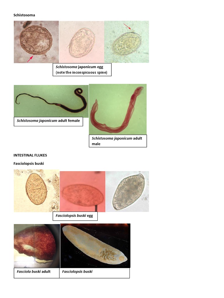 Parasitology - Printables | PDF