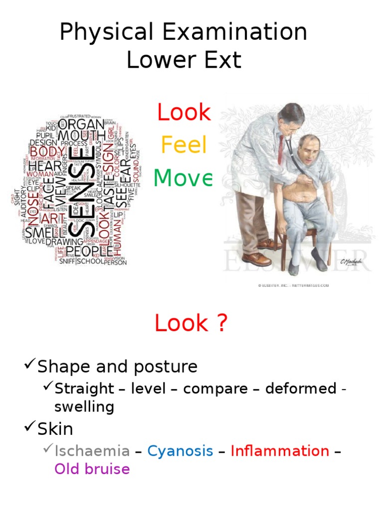 PF Ortho | PDF | Knee | Anatomical Terms Of Motion
