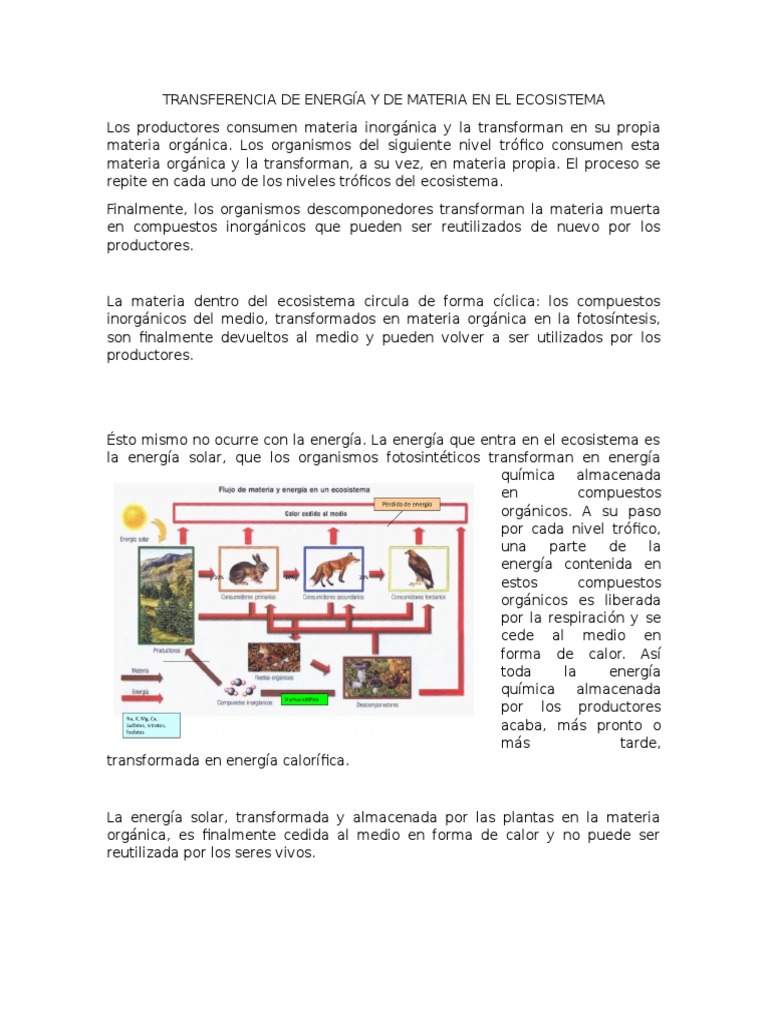 Transferencia de Energía y de Materia en El Ecosistema | PDF ...