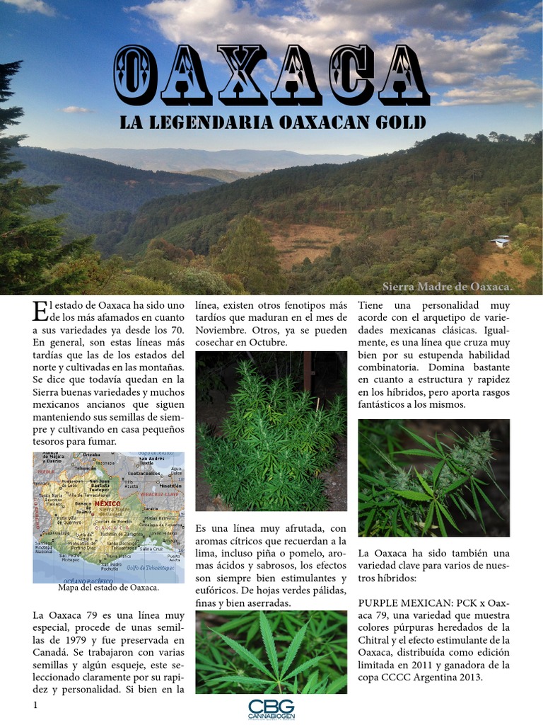 La Legendaria Oaxacan Gold | PDF | Plantas | Agricultura