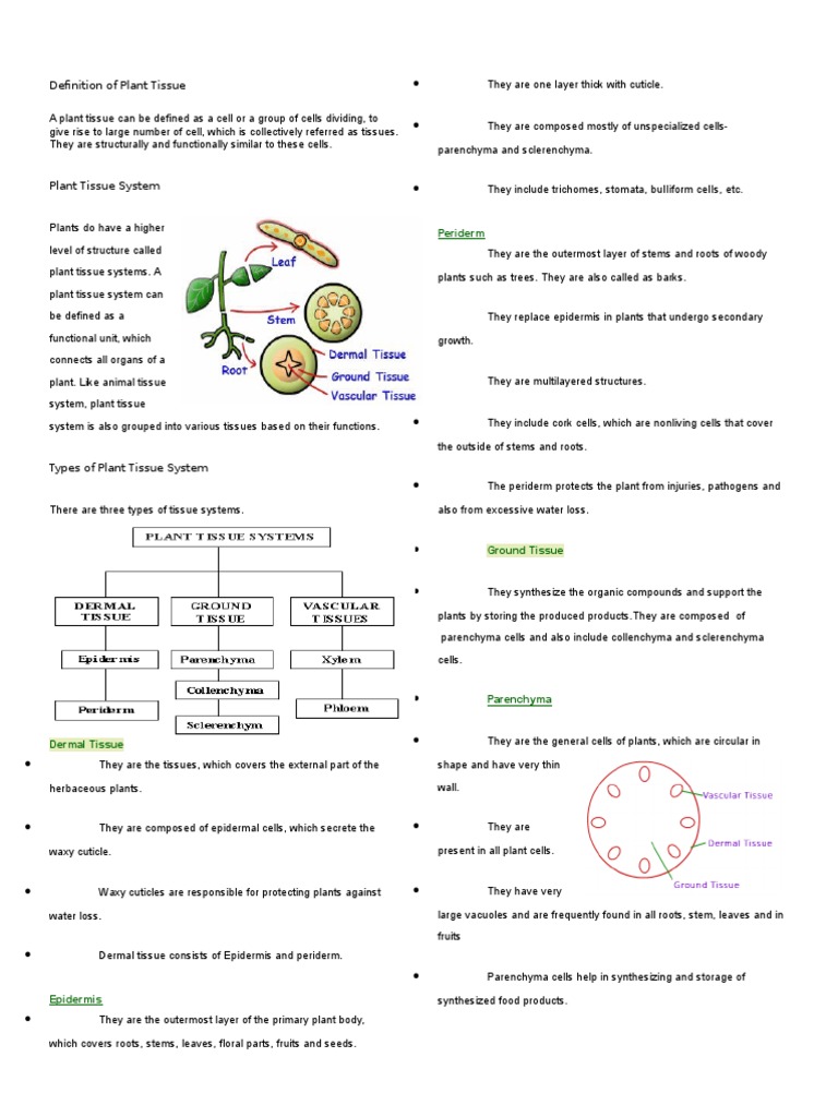 Definition of Plant Tissue | PDF | Tissue (Biology) | Leaf