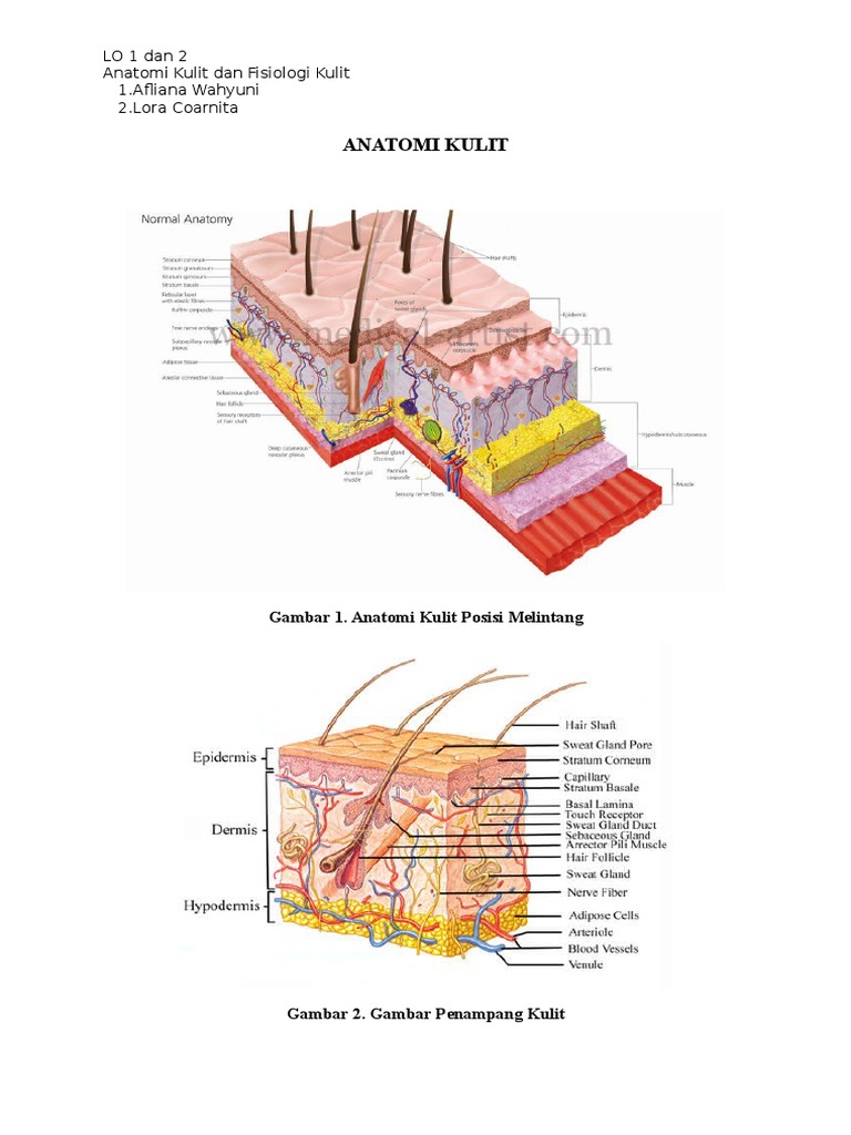 Anatomi Kulit | PDF