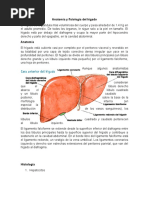 HEPAGRAS | PDF | Hígado | Bilis