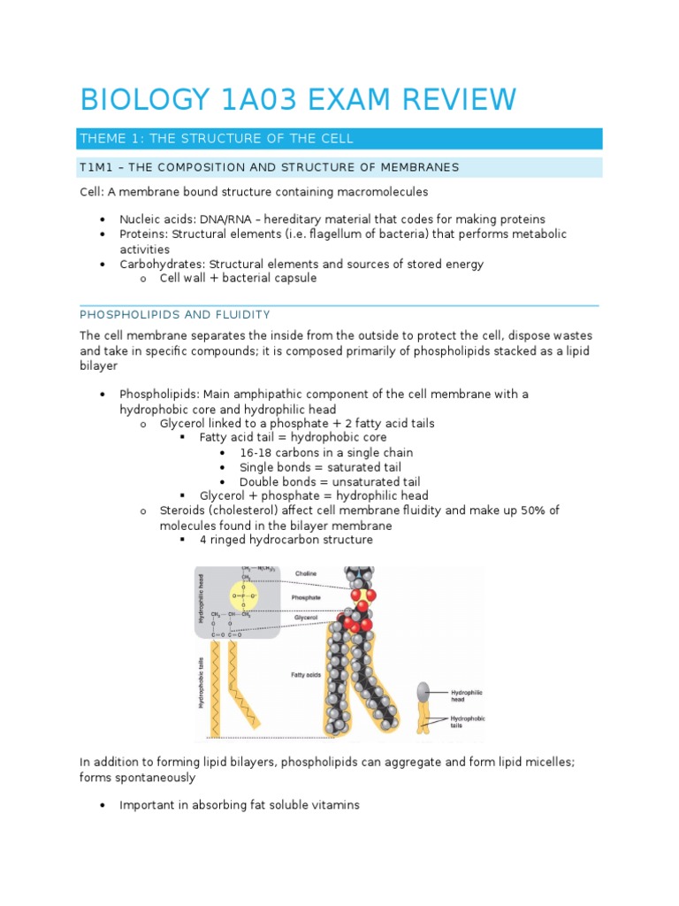 Biology 1A03 Exam Review | PDF | Rna | Messenger Rna