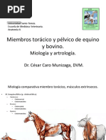 Cerdo (Estructura Ósea y Fisiología) | PDF | Digestión | Sistema ...