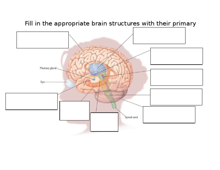 Diagram Worksheet Inthinking Memebrane Structure Blank Diagr