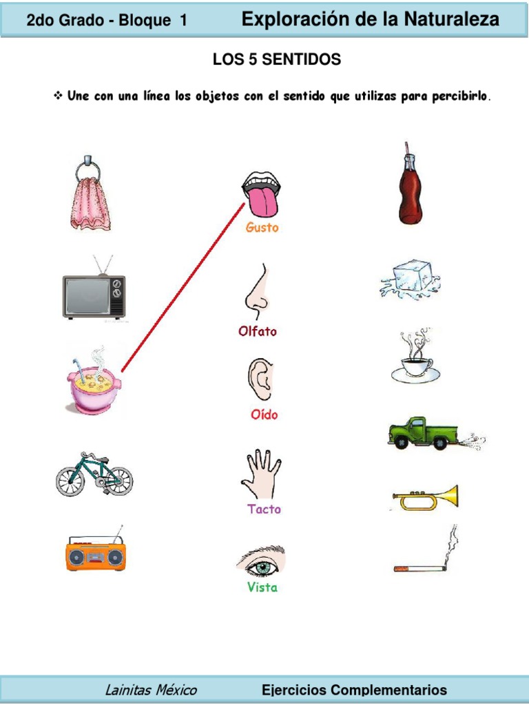 Ejercicios sobre los 5 Sentidos para 2° Grado | PDF | Relaciones ...