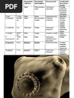 Stephanurus Dentatus | PDF