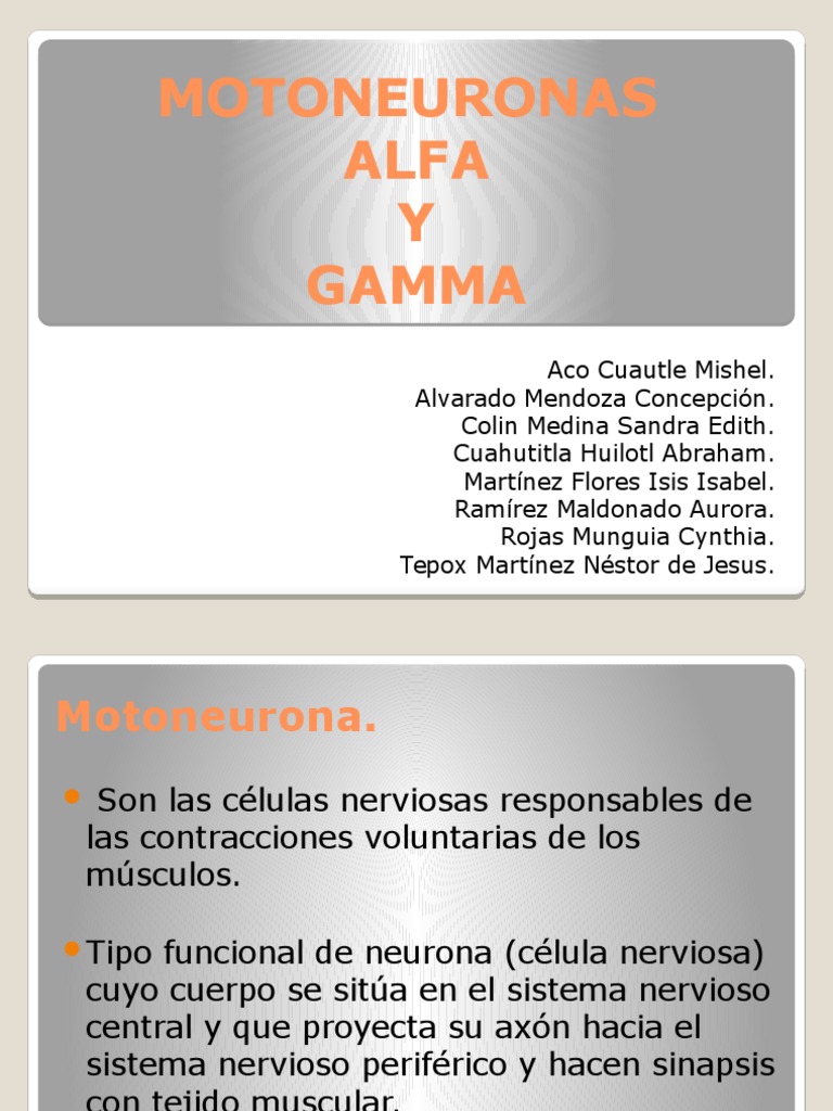 Motoneuronas Alfa y Gamma: Funciones y Características | PDF | Neurona ...