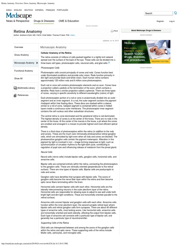 Retina Anatomy - Overview, Gross Anatomy, Microscopic Anatomy | PDF ...