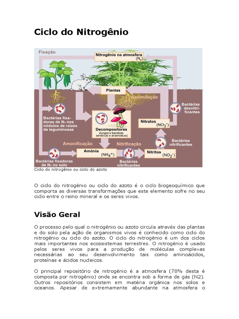 Ciclo do Nitrogênio | Nitrogênio | Natureza