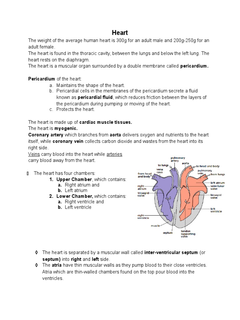 Heart | PDF | Heart Valve | Ventricle (Heart)