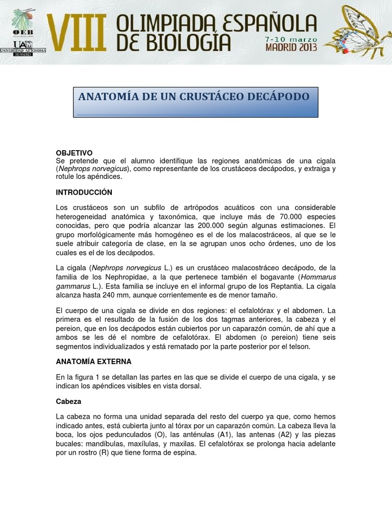 Practica de Zoologia. La Anatomia de Un Crustaceo Decapodo. Guion de La ...