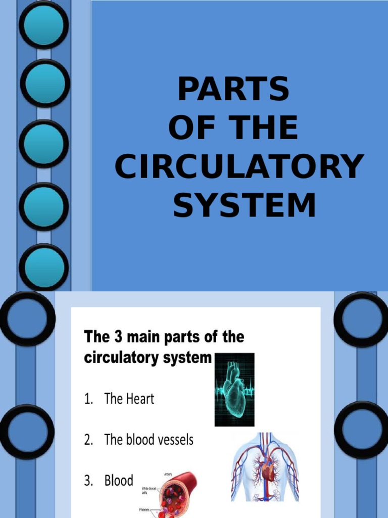 Overview of the Circulatory System | PDF