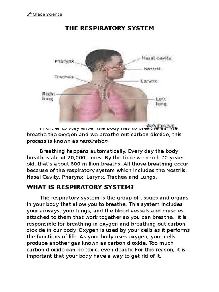 The Respiratory System (Handouts) | Respiratory System | Respiratory Tract