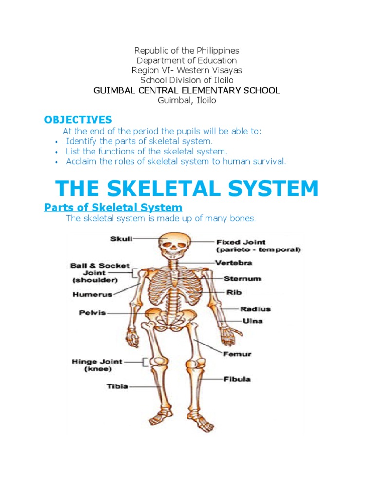 Handouts in Skeletal System | PDF | Vertebral Column | Skeleton