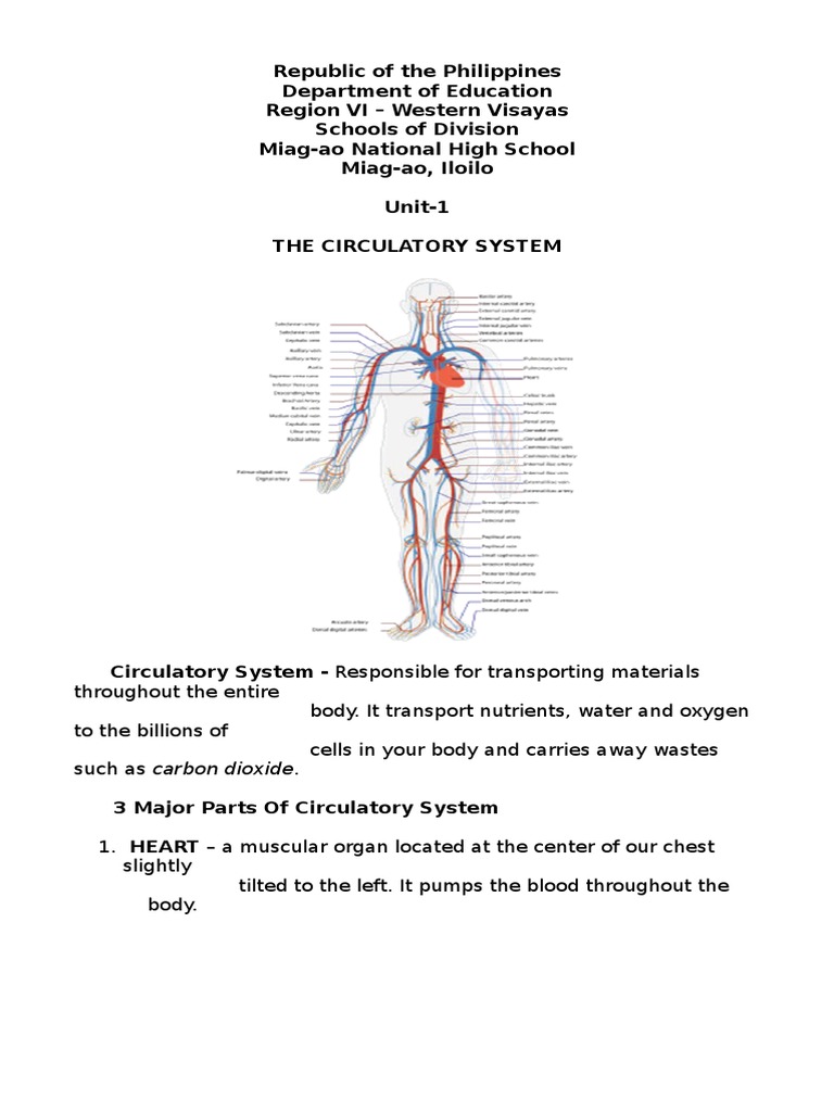 Overview of the Circulatory System | PDF | Wellness