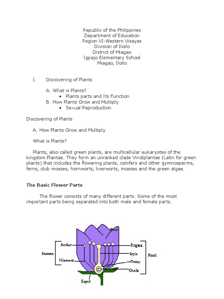 The Basic Flower Parts | PDF | Flowers | Plants