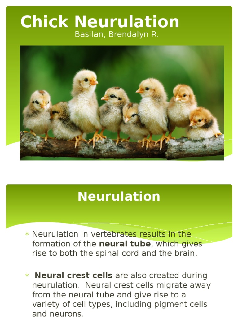 Chick Neurulation | PDF | Neuron | Vertebral Column