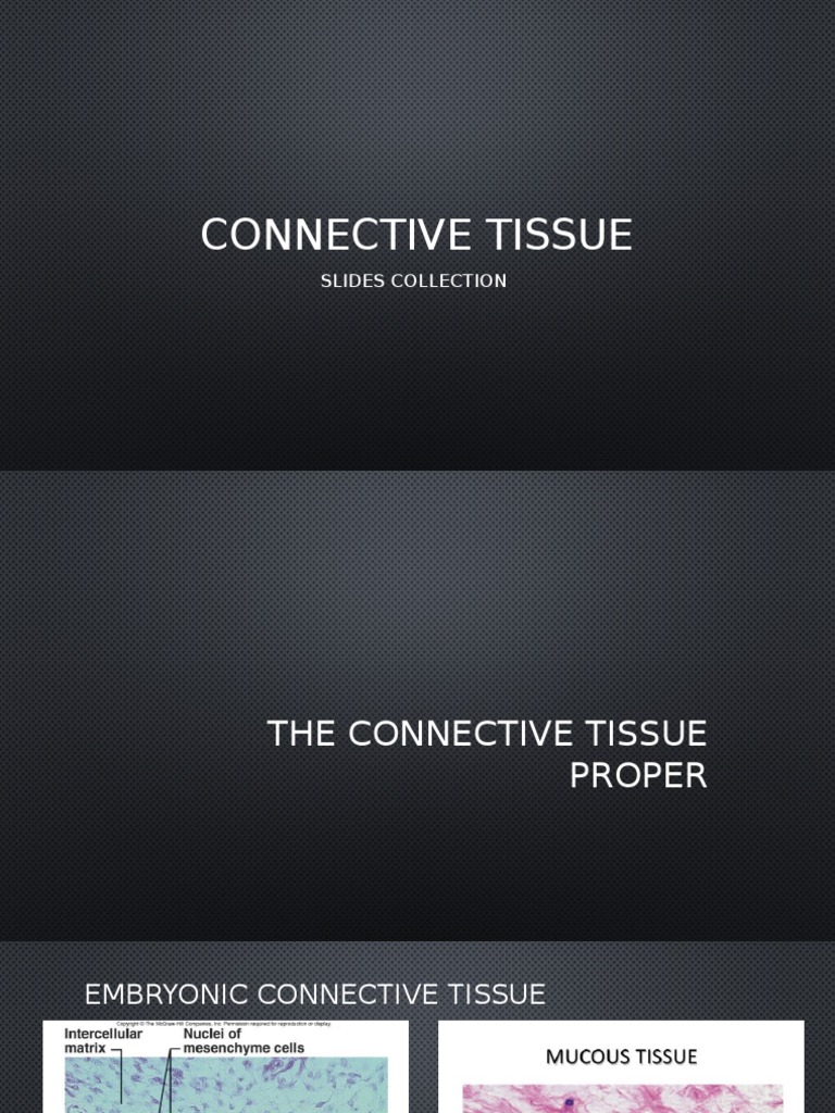 Connective Tissue Slides | PDF | Connective Tissue | Animal Anatomy