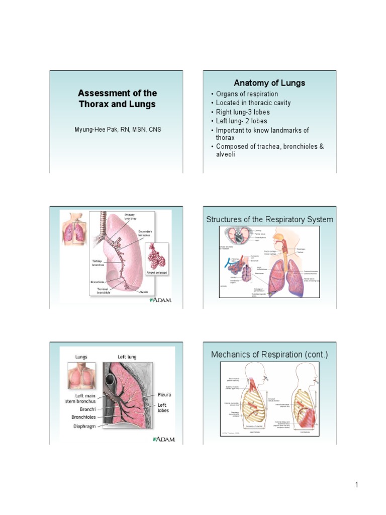 Assessment of the Thorax and Lungs 2014.Ppt | Thorax | Lung