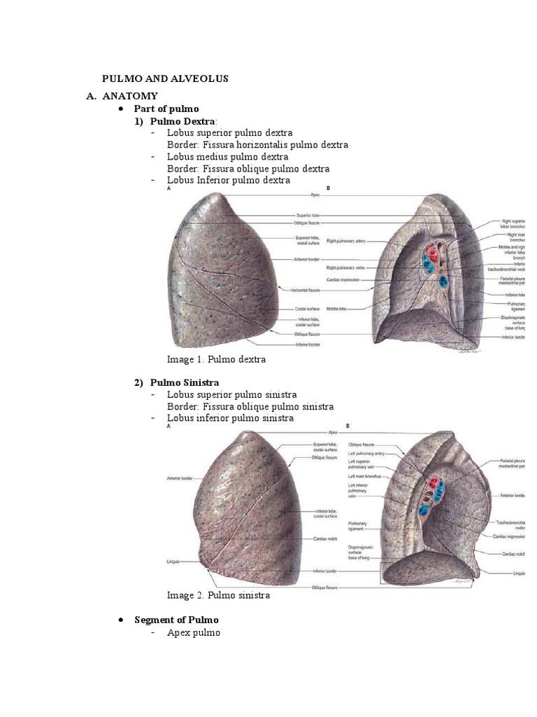 Pulmo and Alveolus | PDF | Lung | Lung Cancer